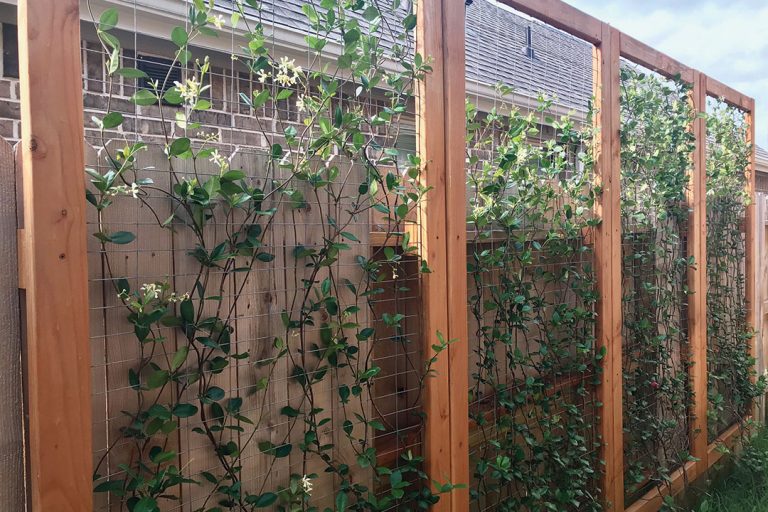 DIY Privacy Trellis with Jasmine