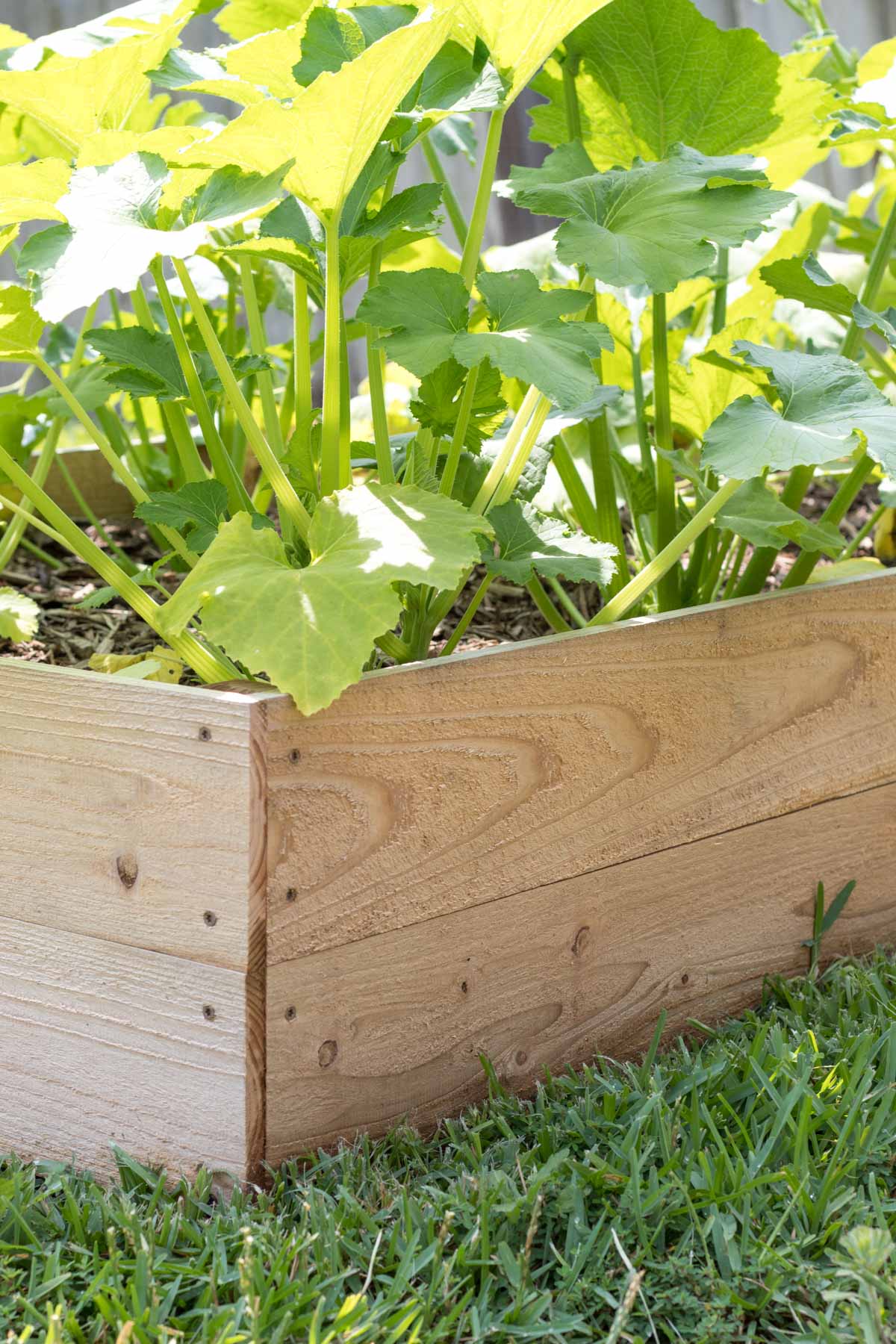 How to Build Inexpensive Cedar Raised Garden Beds