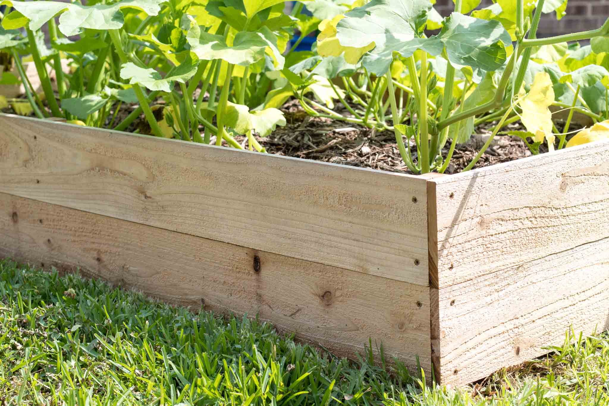 How to Build Inexpensive Cedar Raised Garden Beds