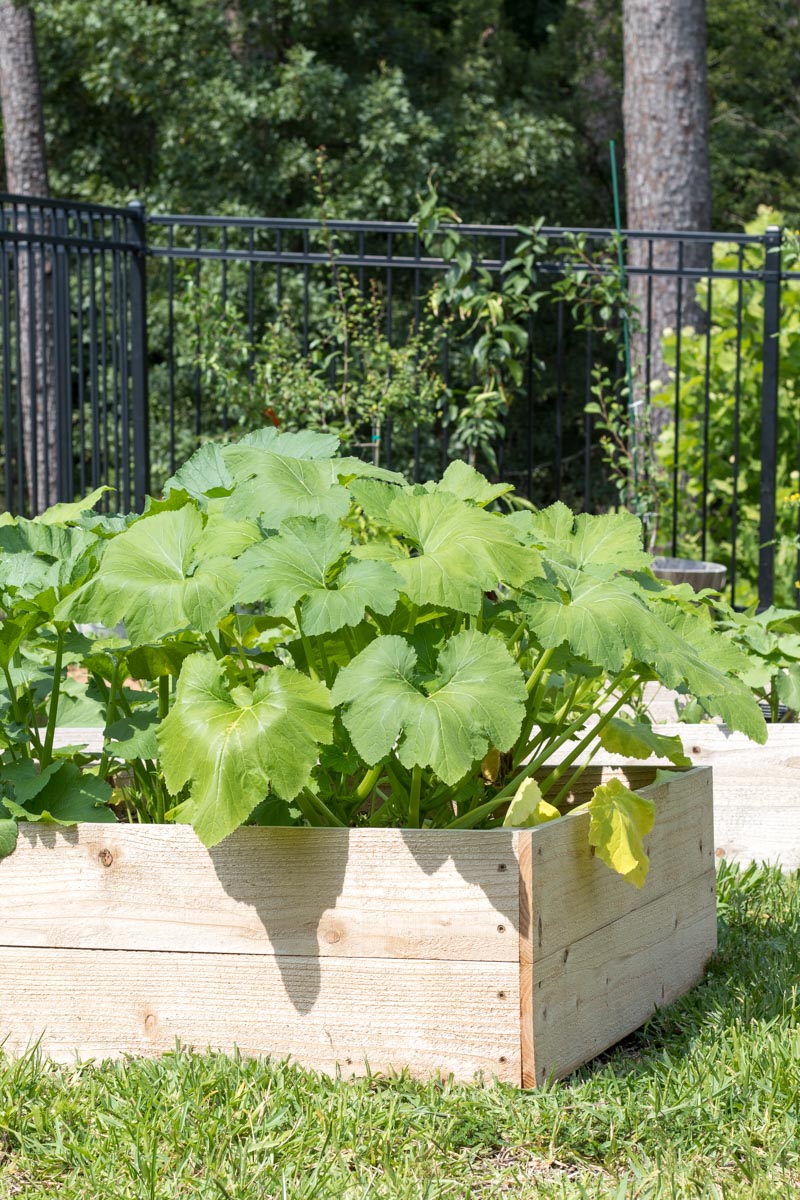 How to Build Inexpensive Cedar Raised Garden Beds
